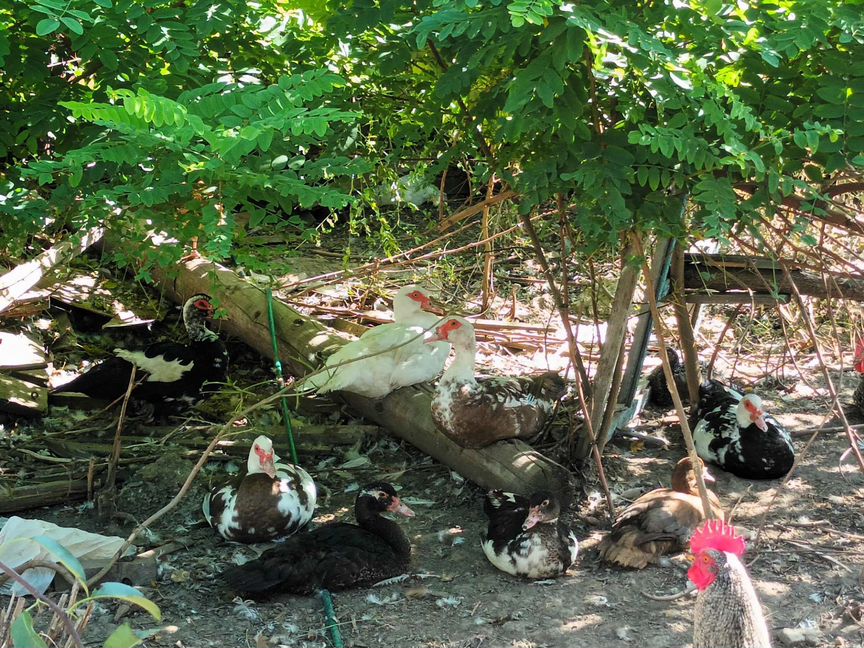 Индоутки и куры несушки