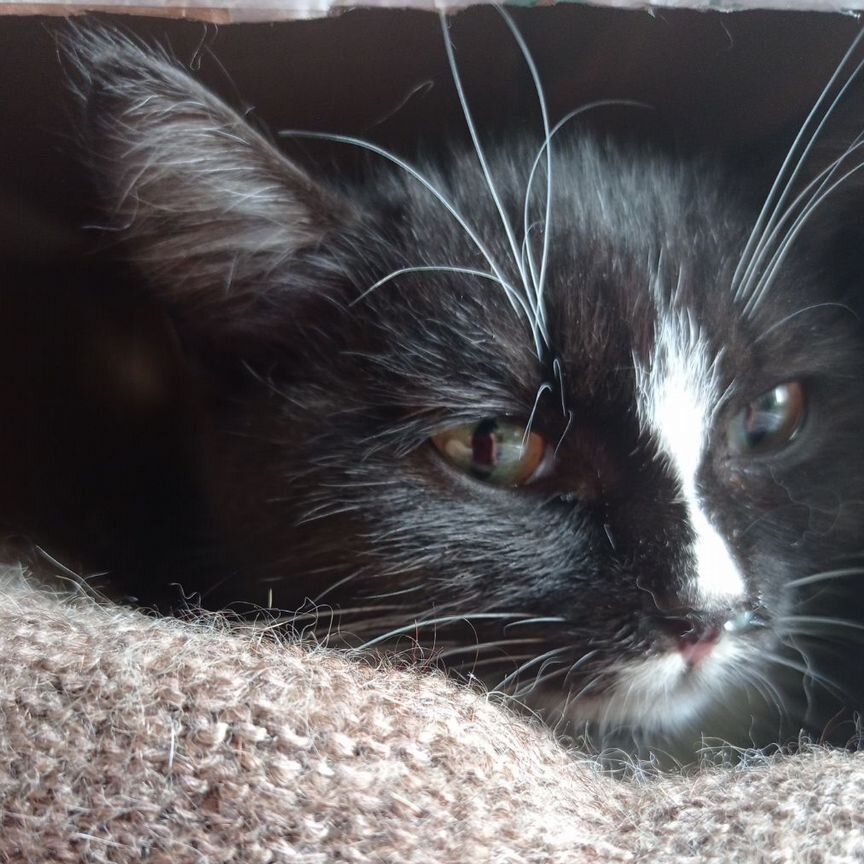 Спасите котенка