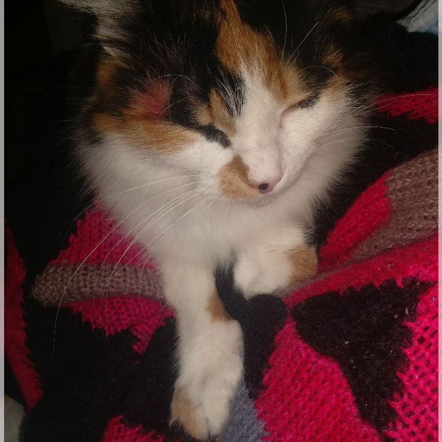 Котёнок в добрые руки