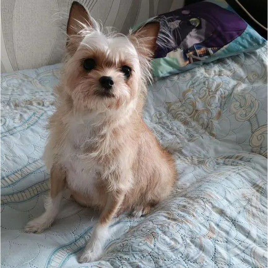 Русский той-терьер, щенок