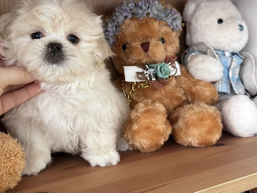 Кремовый мальчик мальтипу в корейском типе