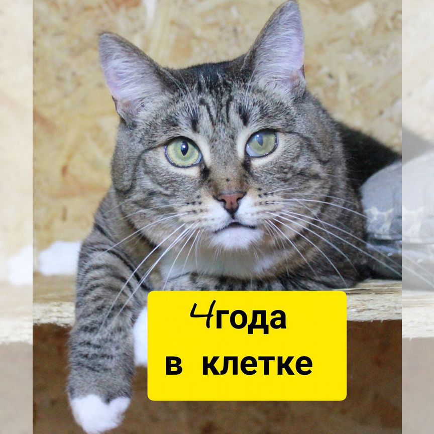 Европейская короткошёрстная, взрослая кошка