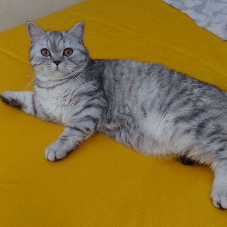 Шотландская прямоухая кошка