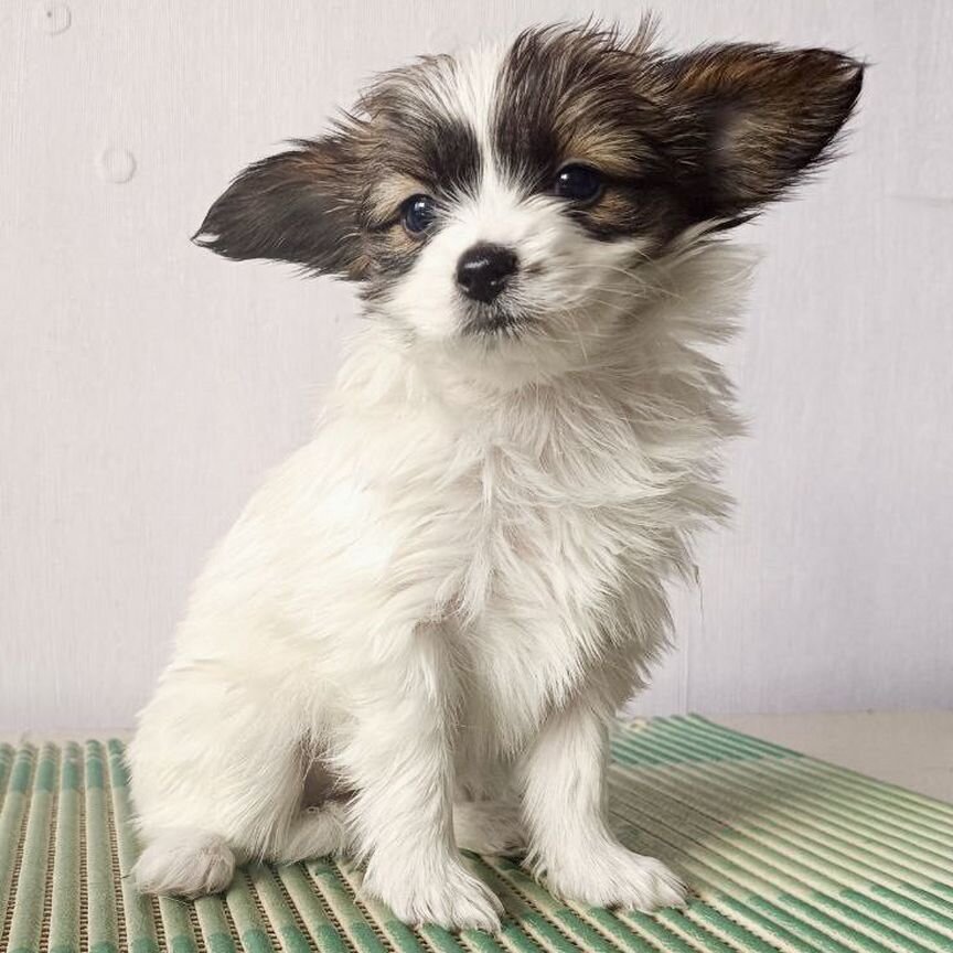 Континентальный той-спаниель папильон, щенок