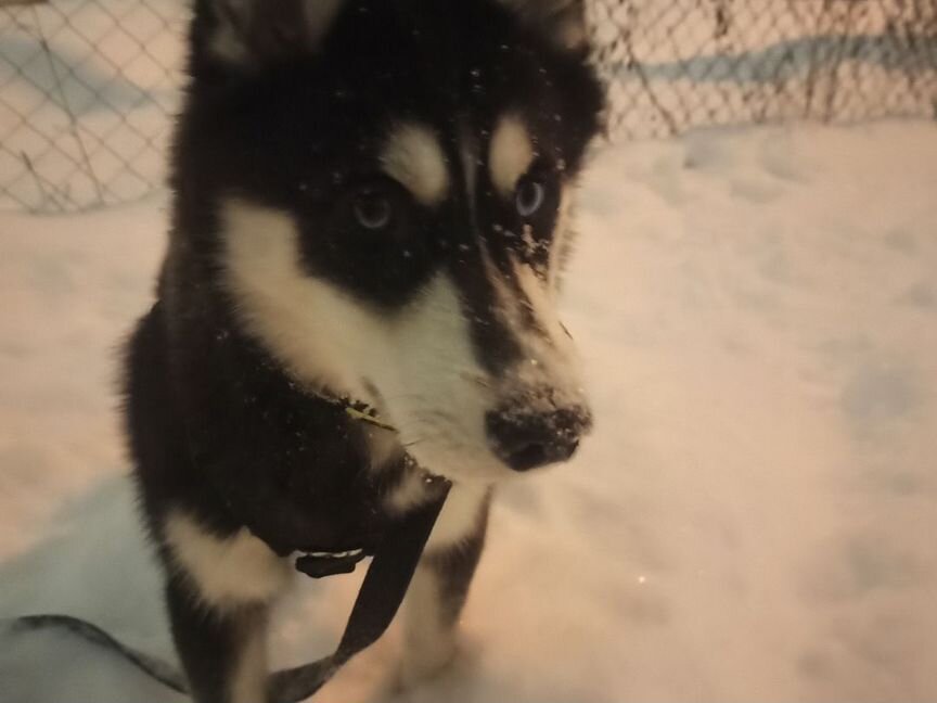 Сибирский хаски