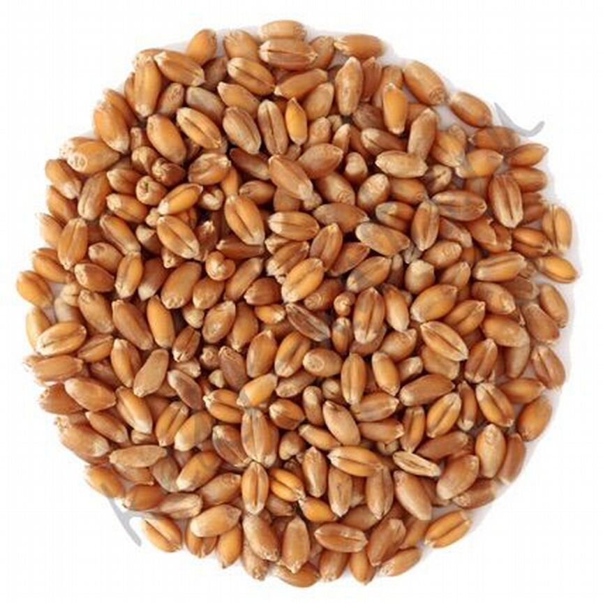 Зерно пшеница