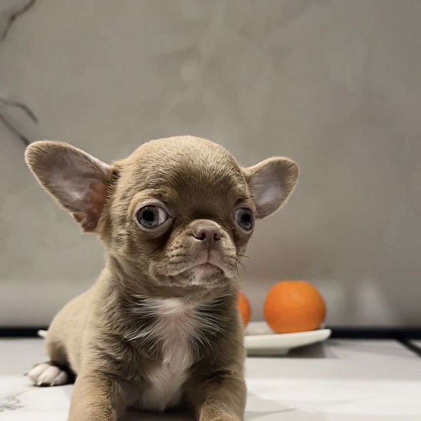 Чихуахуа, щенок