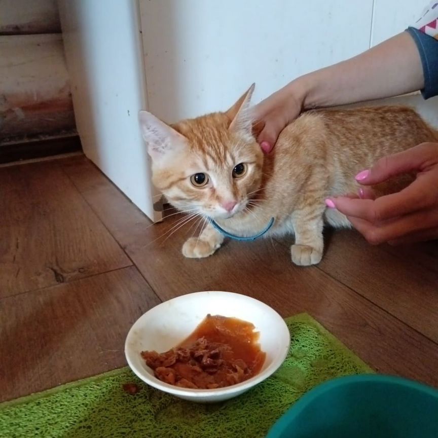 Добрый кот Вася ищет дом