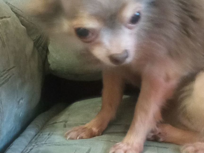 Взрослая чихуахуа