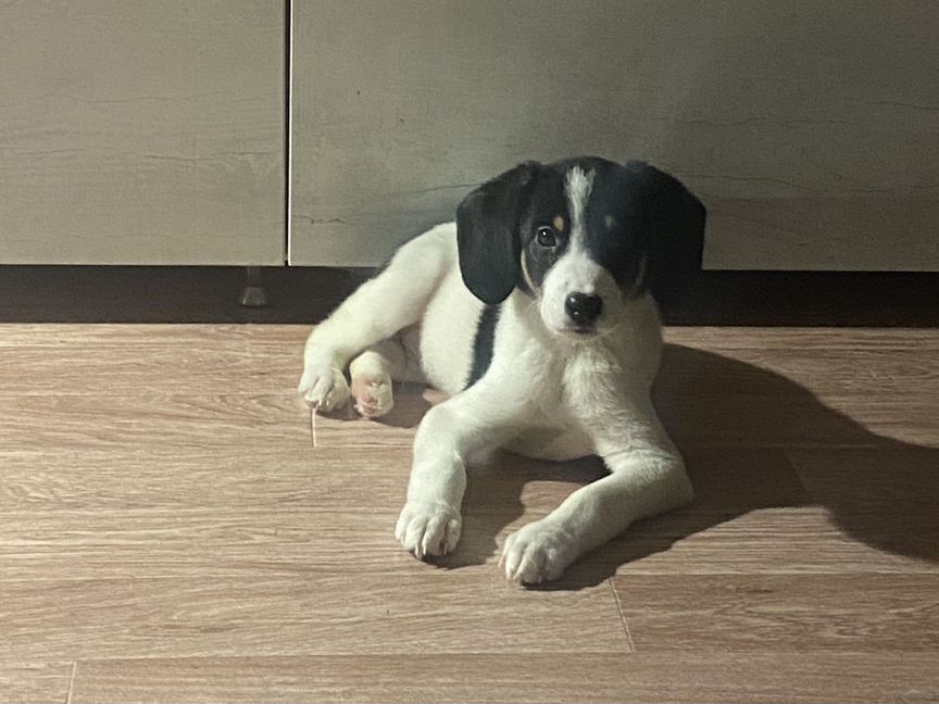 Щенок Эстонская гончая