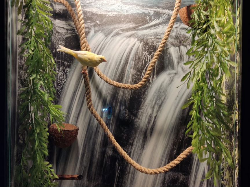 Вольер с парой канареек