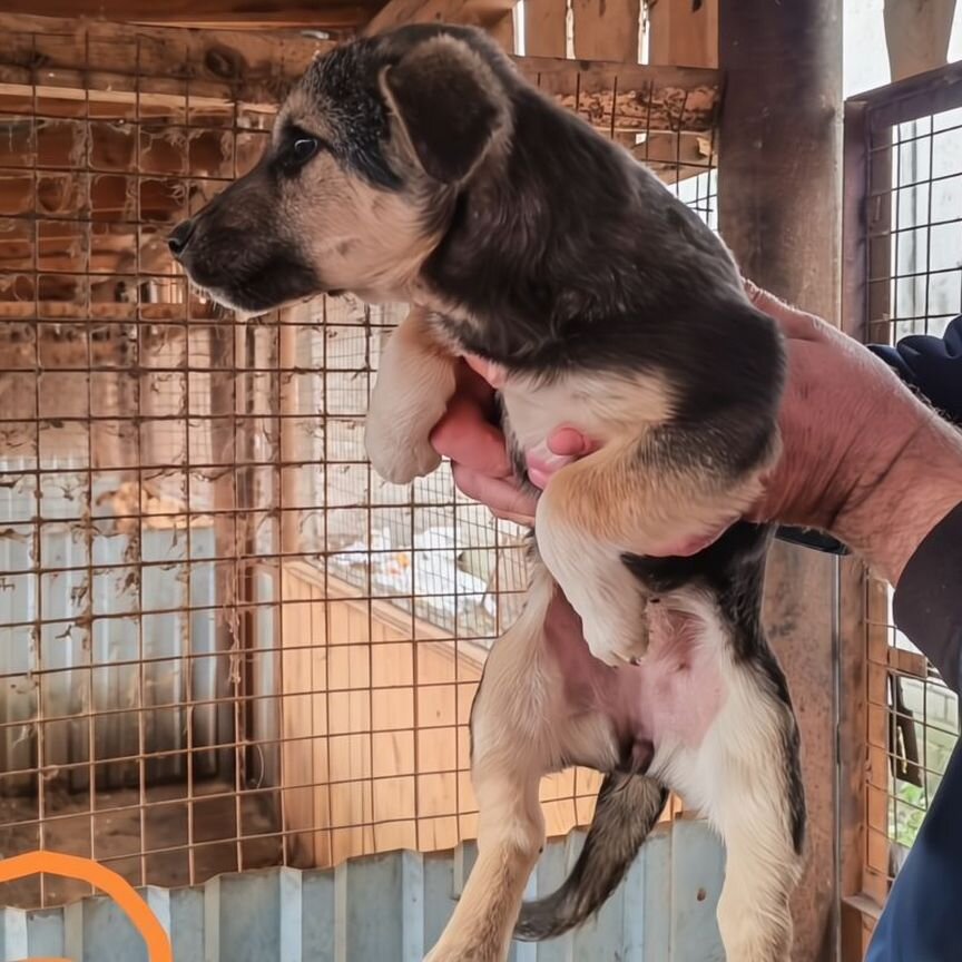 Щенок в добрые руки