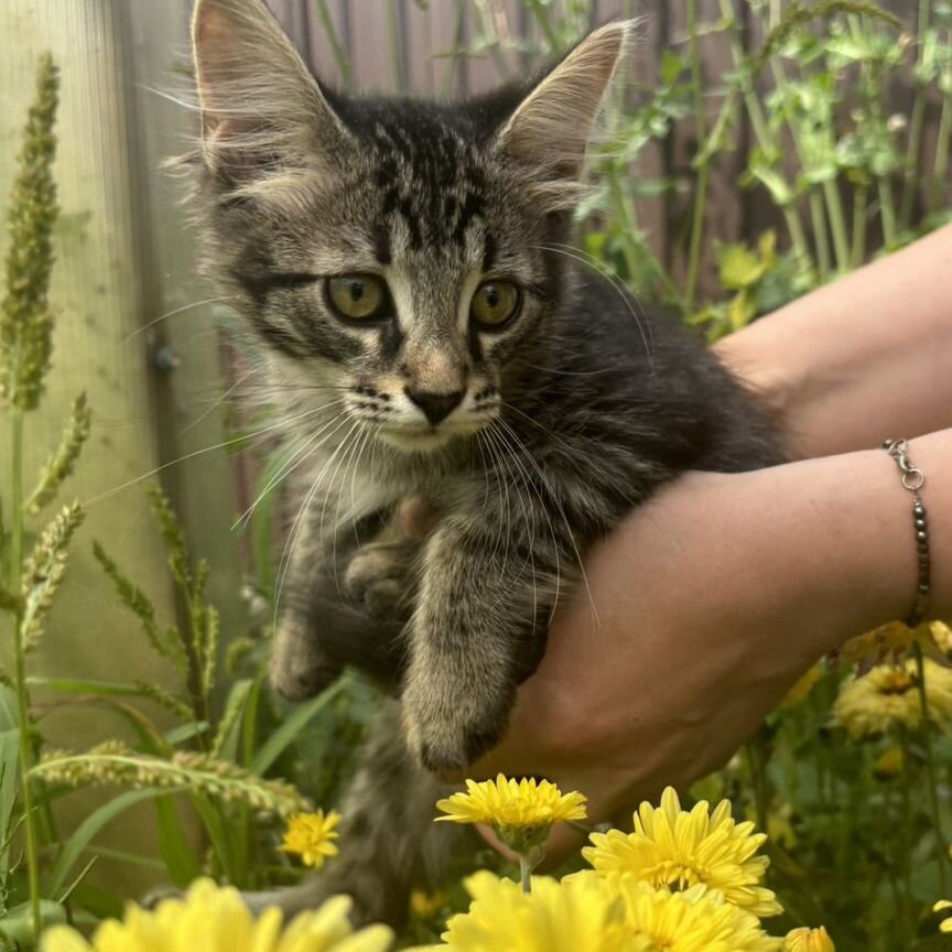 Котята 3 месяца