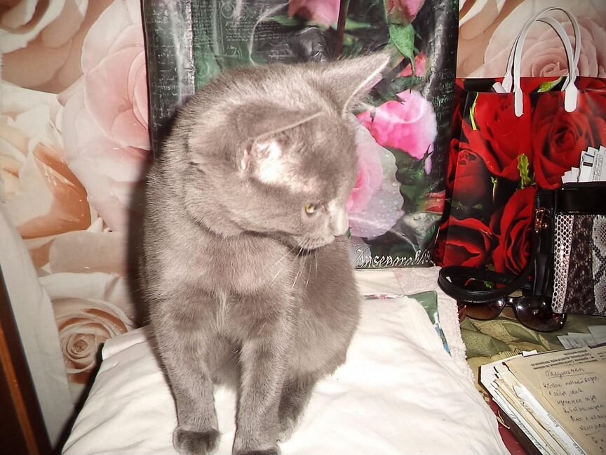 Отдам в добрые руки