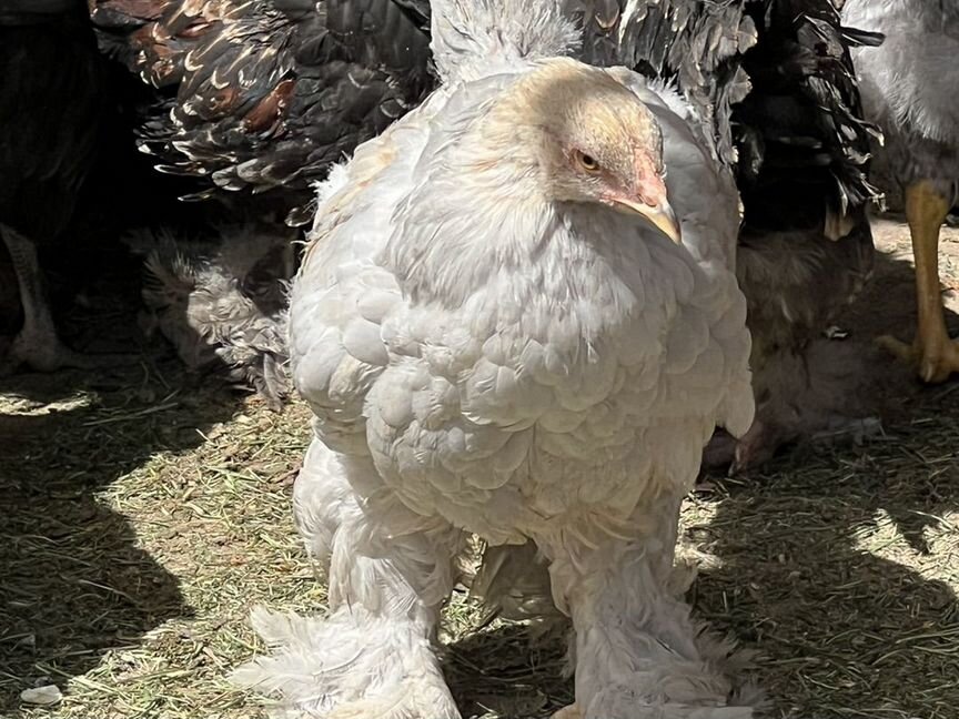 Петушки брама, фавероль, амераукана