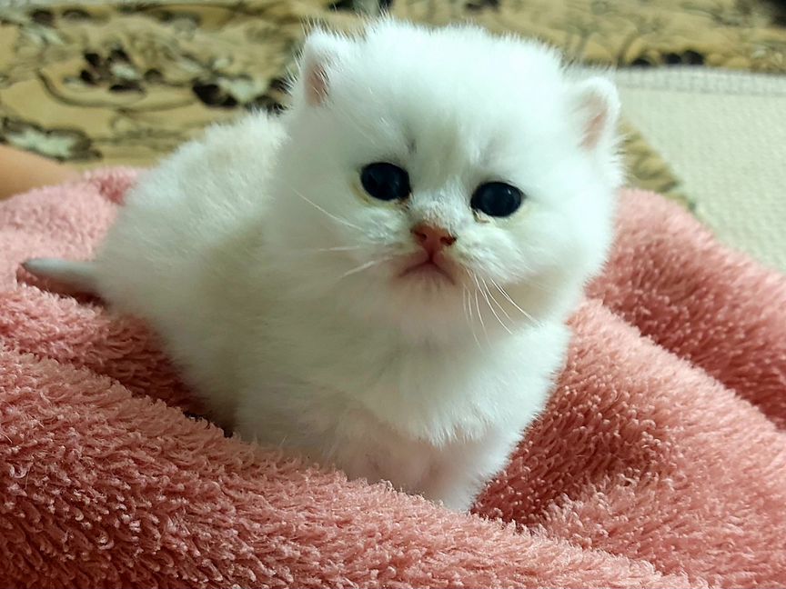Британская шиншилла