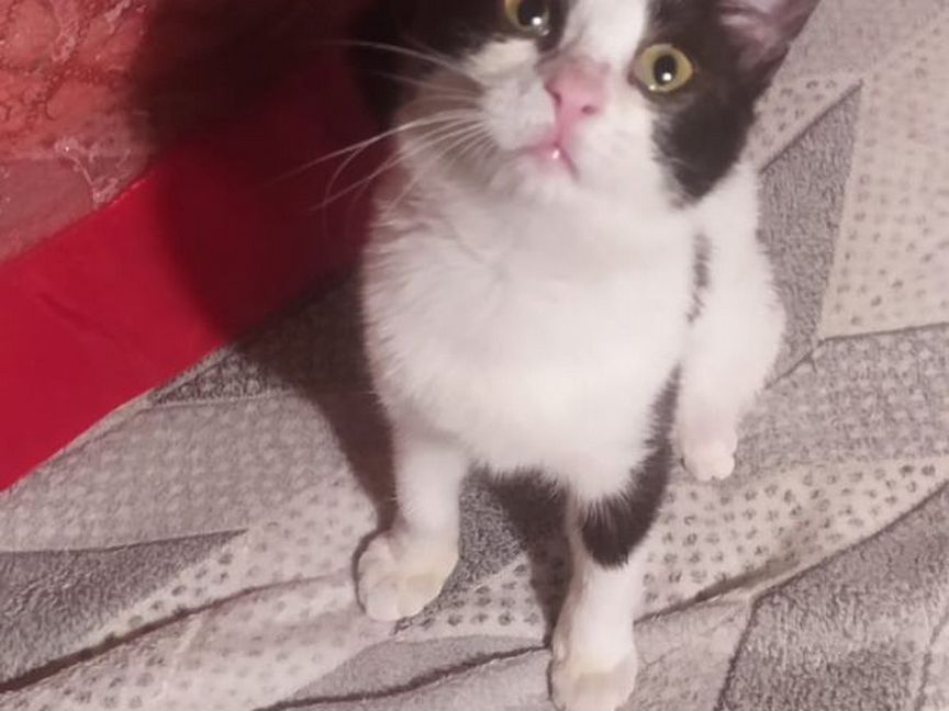 Девочка 3 месяца с последующей стерилизацией