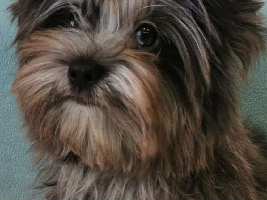 Мальчик йоркширский терьер