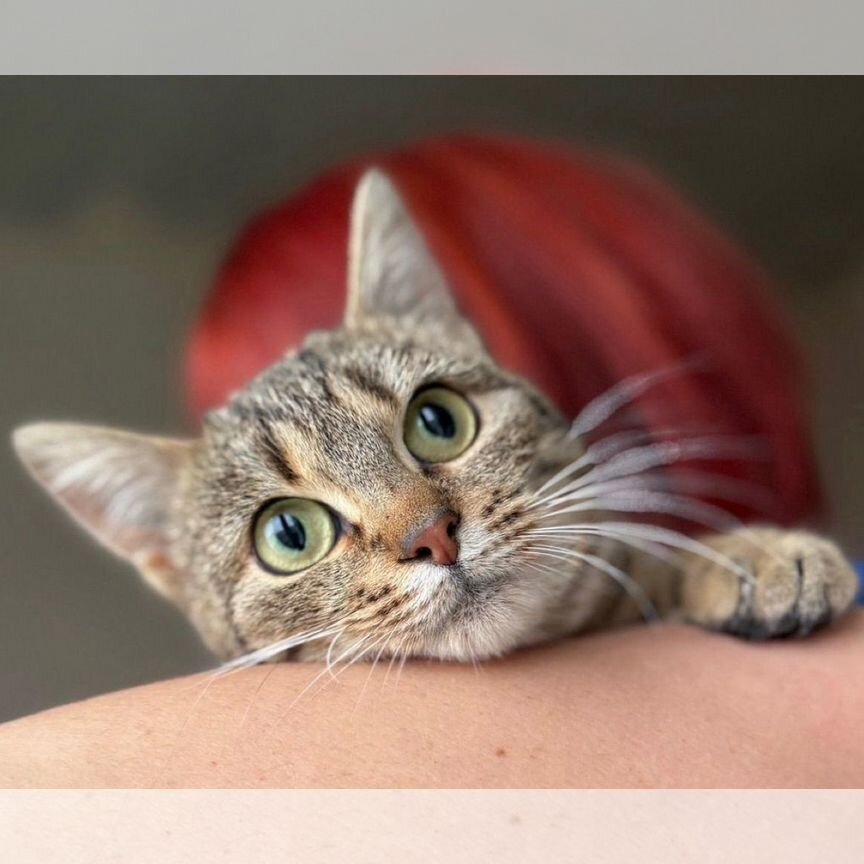 Взрослая кошка в добрые руки