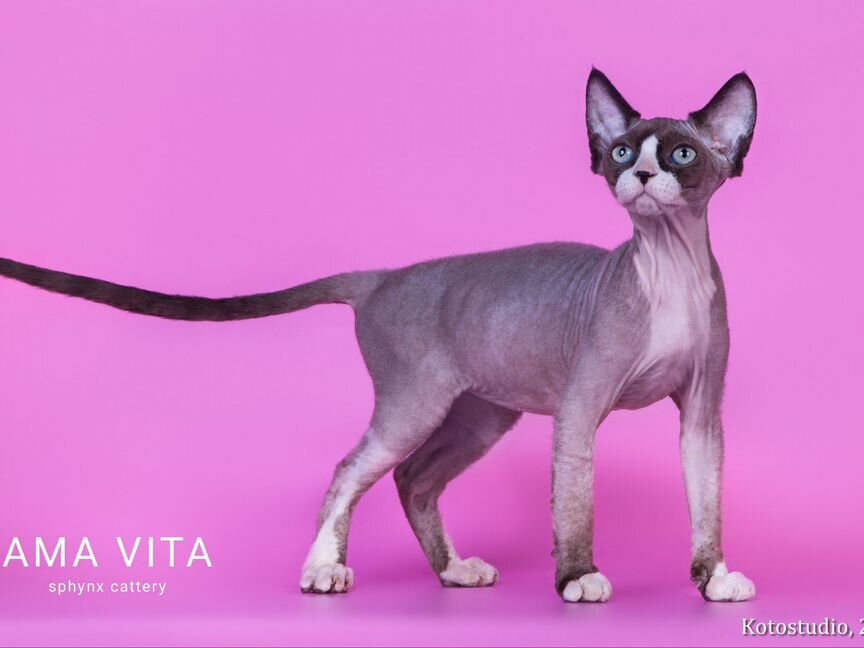 Канадские чистокровные эксклюзивчики