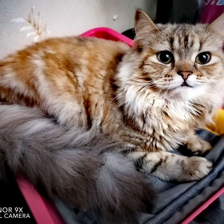 Шотландская кошечка