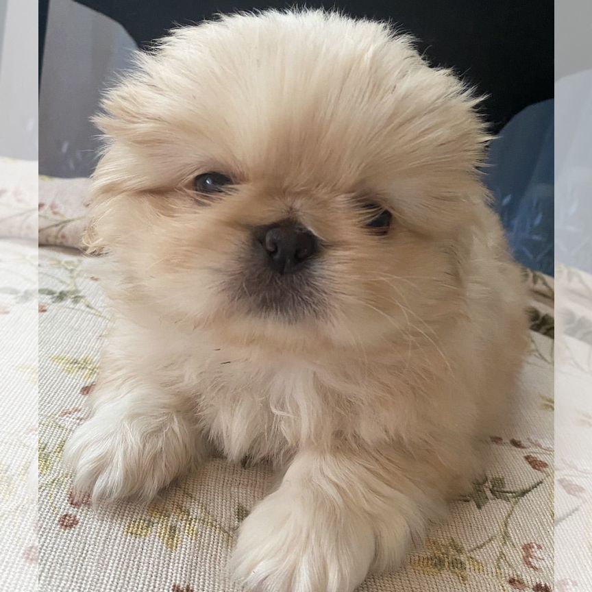 Пекинес, щенок
