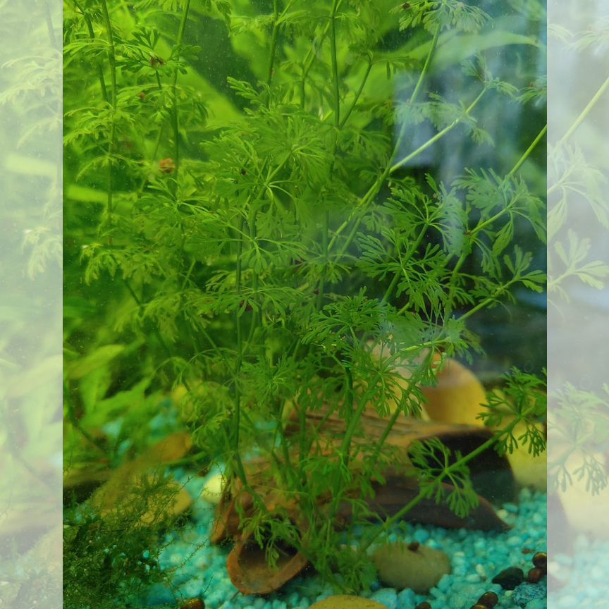 Водоросли для аквариума