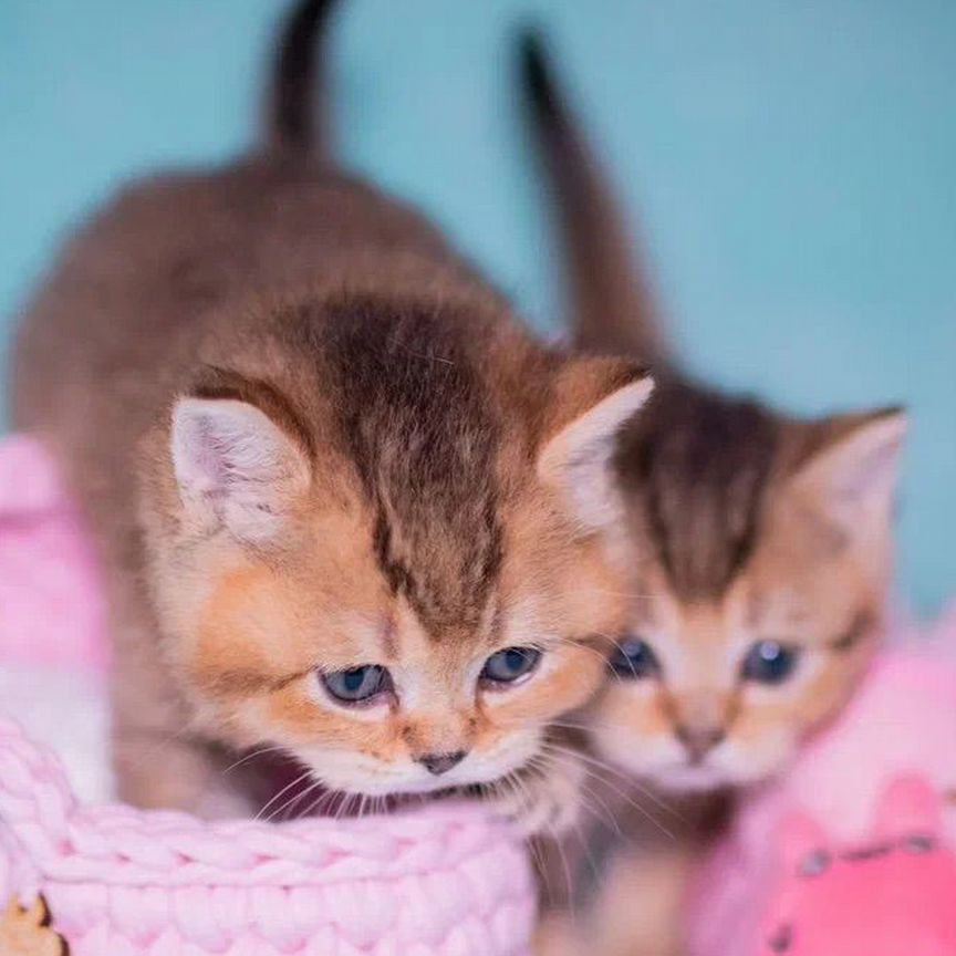 Британский короткошёрстный котёнок