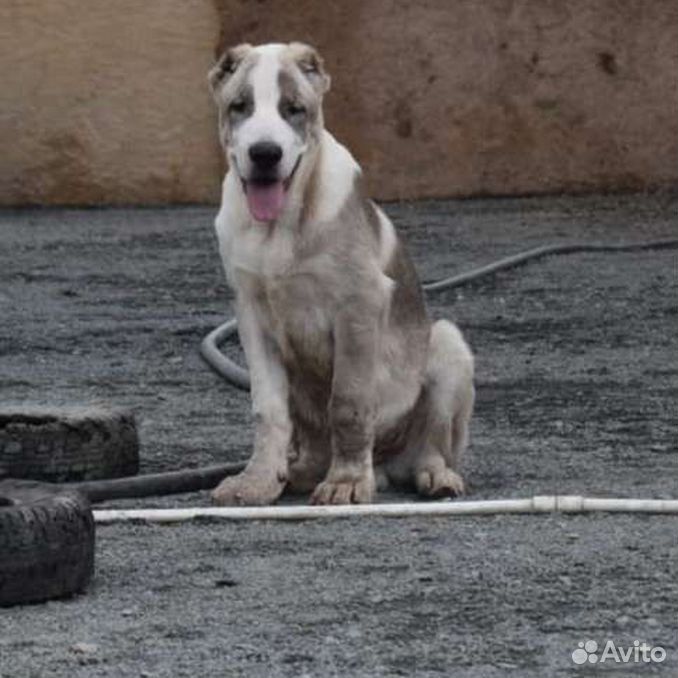 Алабай кобель щенок