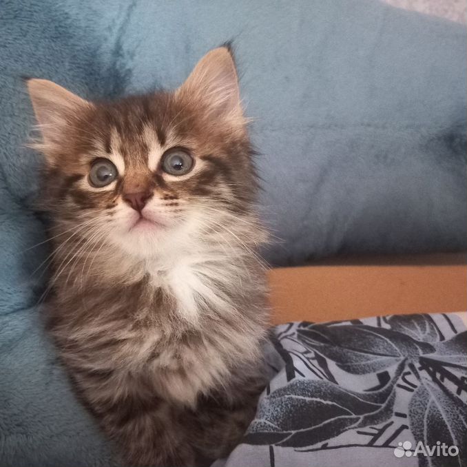 Котята норвежская лесная