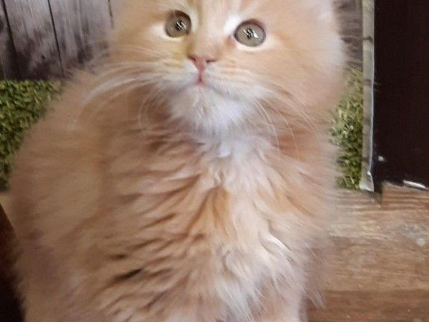 Котята мейн куна