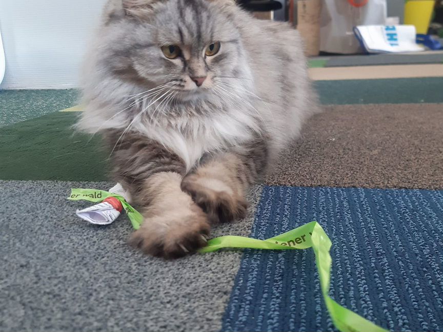 Котенок сибирской породы в добрые руки бесплатно