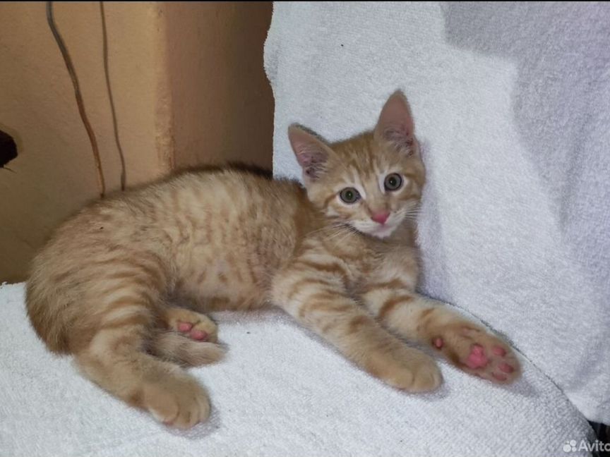 Милаха Марсель 3,5 мес. В добрые ручки