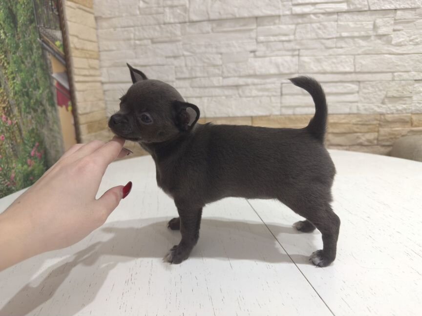 Голубая девочка чихуа