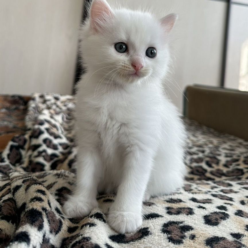 Котенок