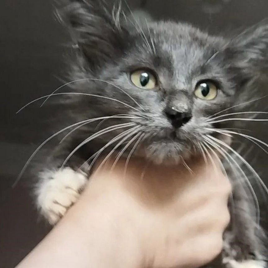 Котёнок в добрые руки