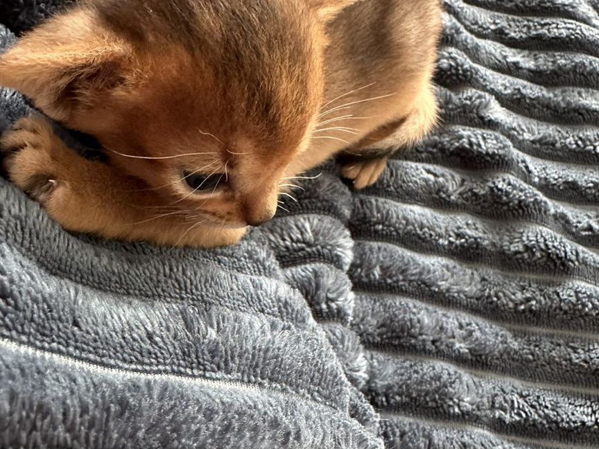Абисинский котенок