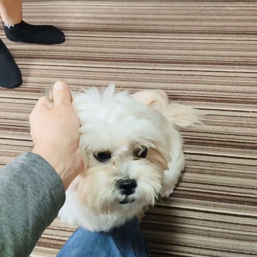 Собака мальт ши