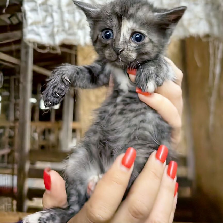 Котенок девочка Луша 1 мес ищет дом