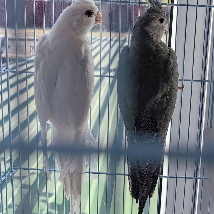 Попугай корелла безщёкая пара