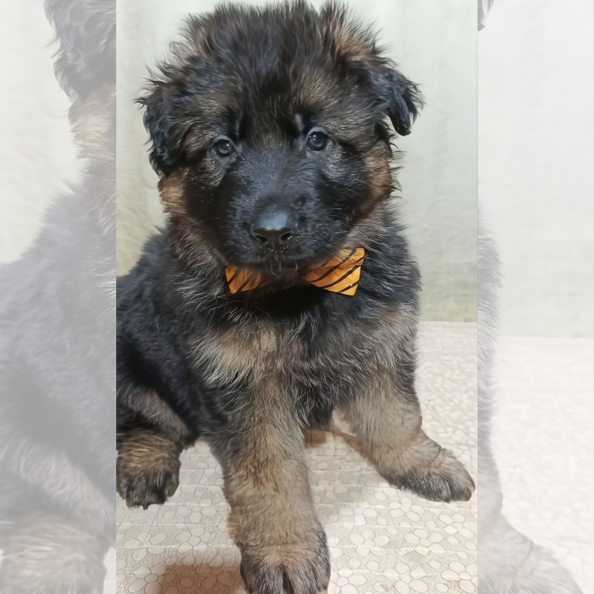 Немецкая овчарка, щенок