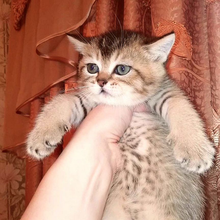 Шотландские котодетки чёрное золото