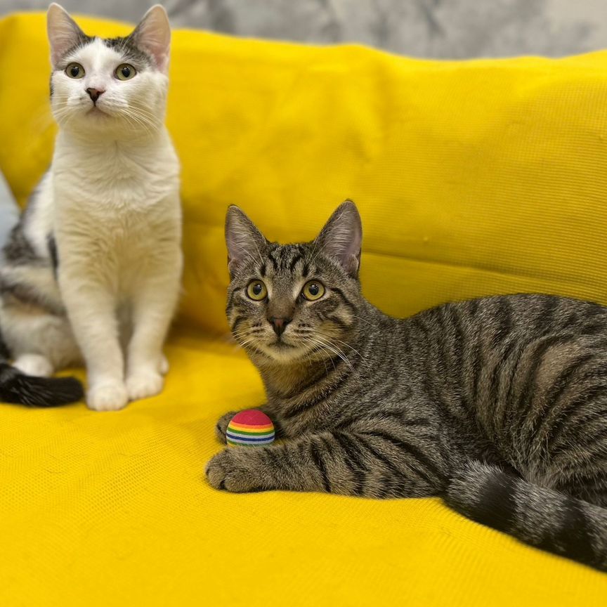 Ручные ласковые котята котики брат с сестрой ищут