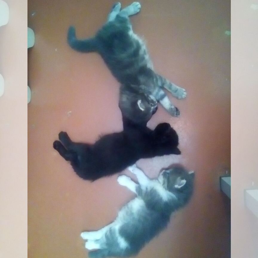 Котята малыши добрыми людям