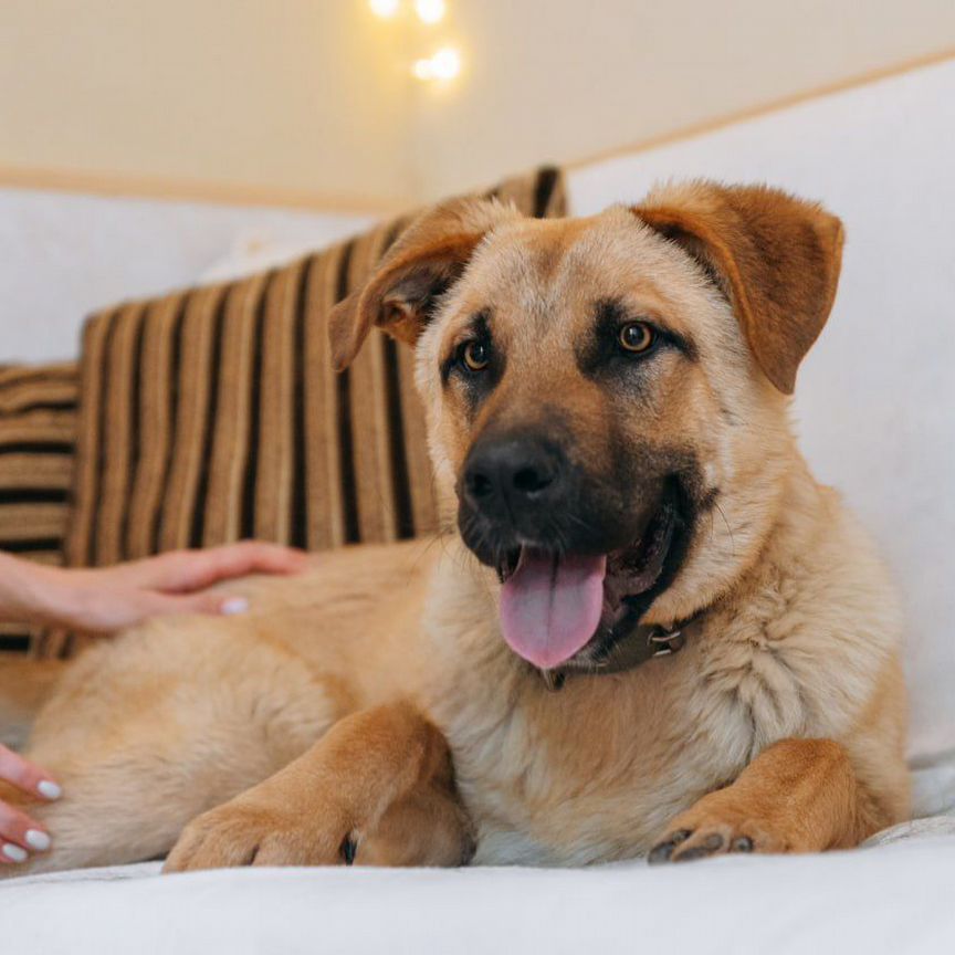 Щенок в добрые руки