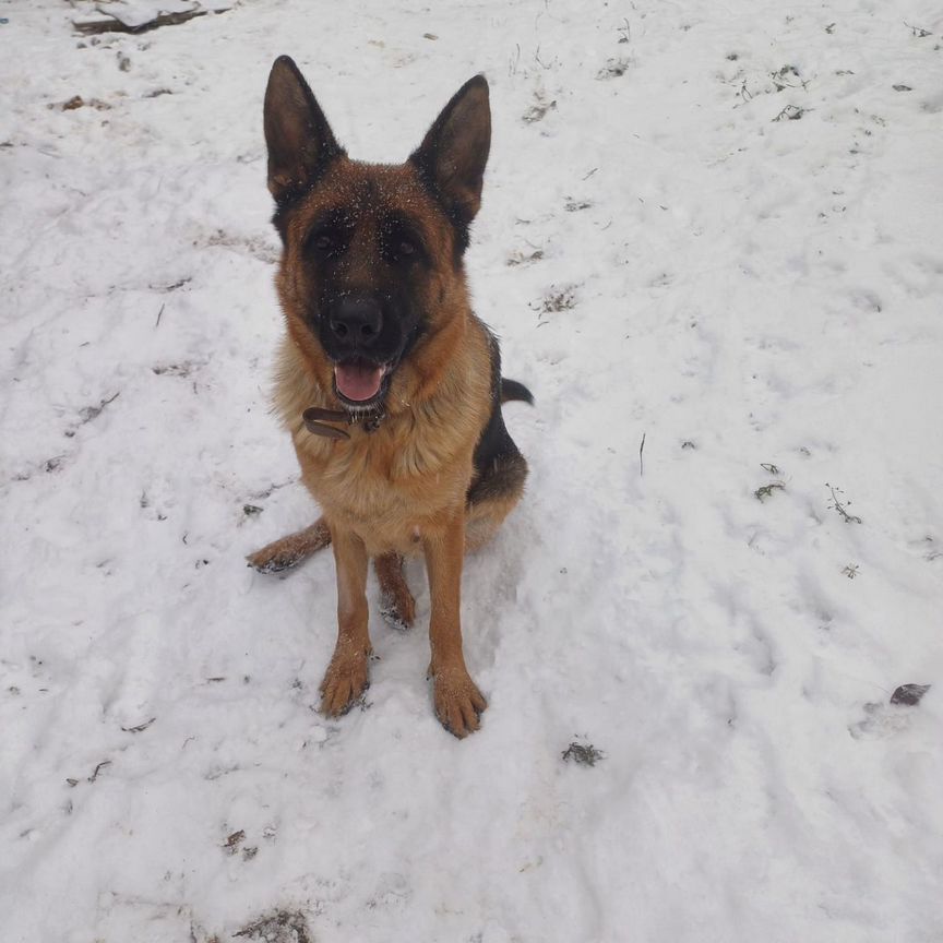 Немецкая овчарка с родословной, 2 года