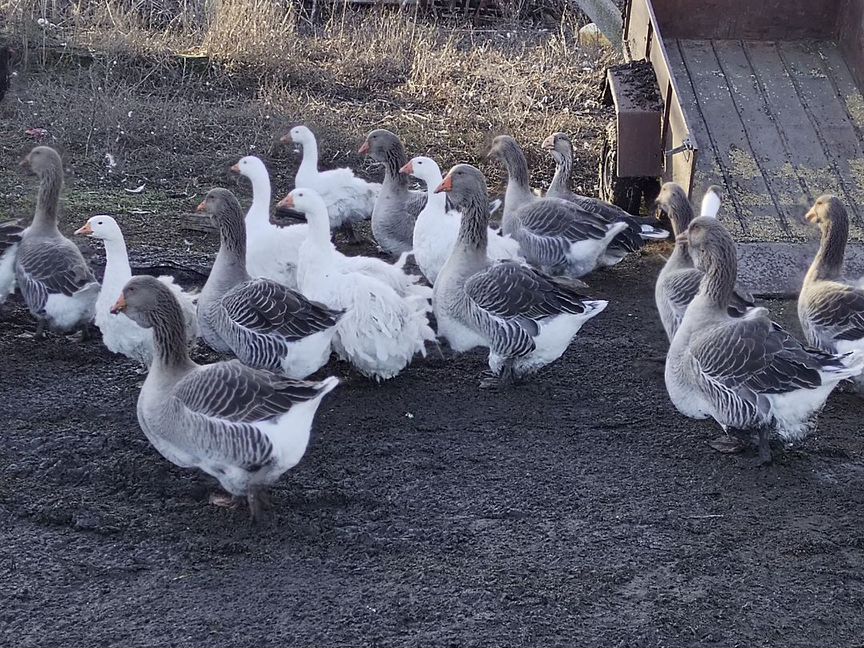 Тулузские гуси