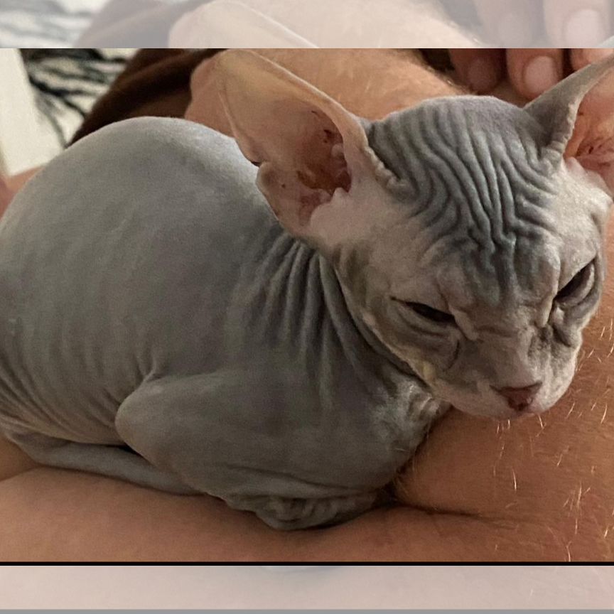 Кошечка