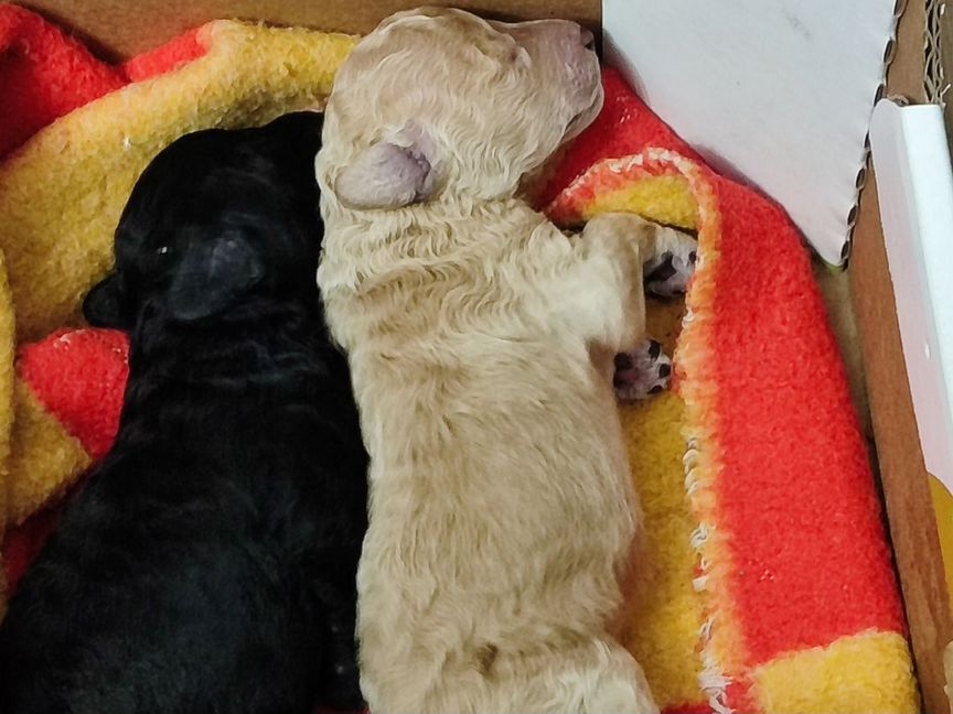 Щенки карликового пуделя