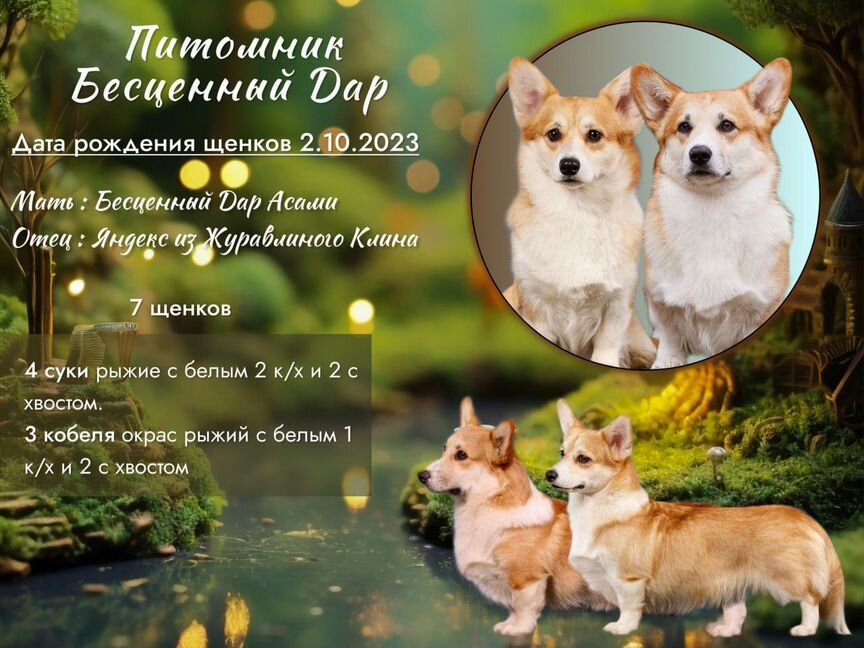 Вельш-корги пемброк